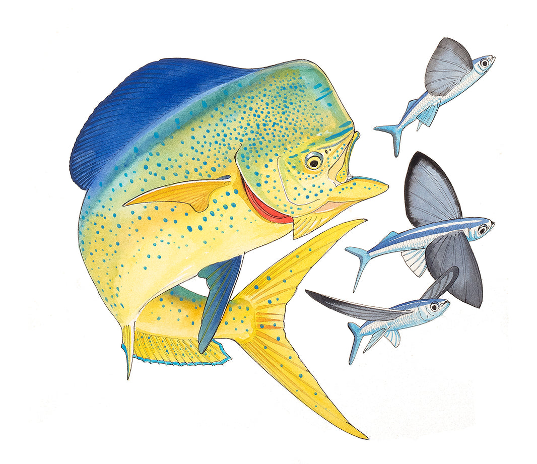 Original Artwork: Marine Wildlife & Fish Art | Guy Harvey – Guy Harvey