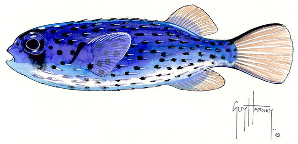 "Fotoo Pelagic Pufferfish" Original – Guy Harvey