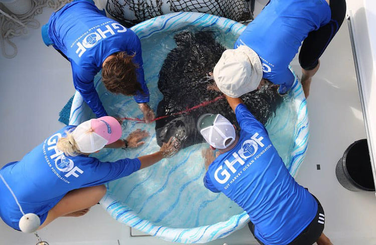Guy Harvey Foundation