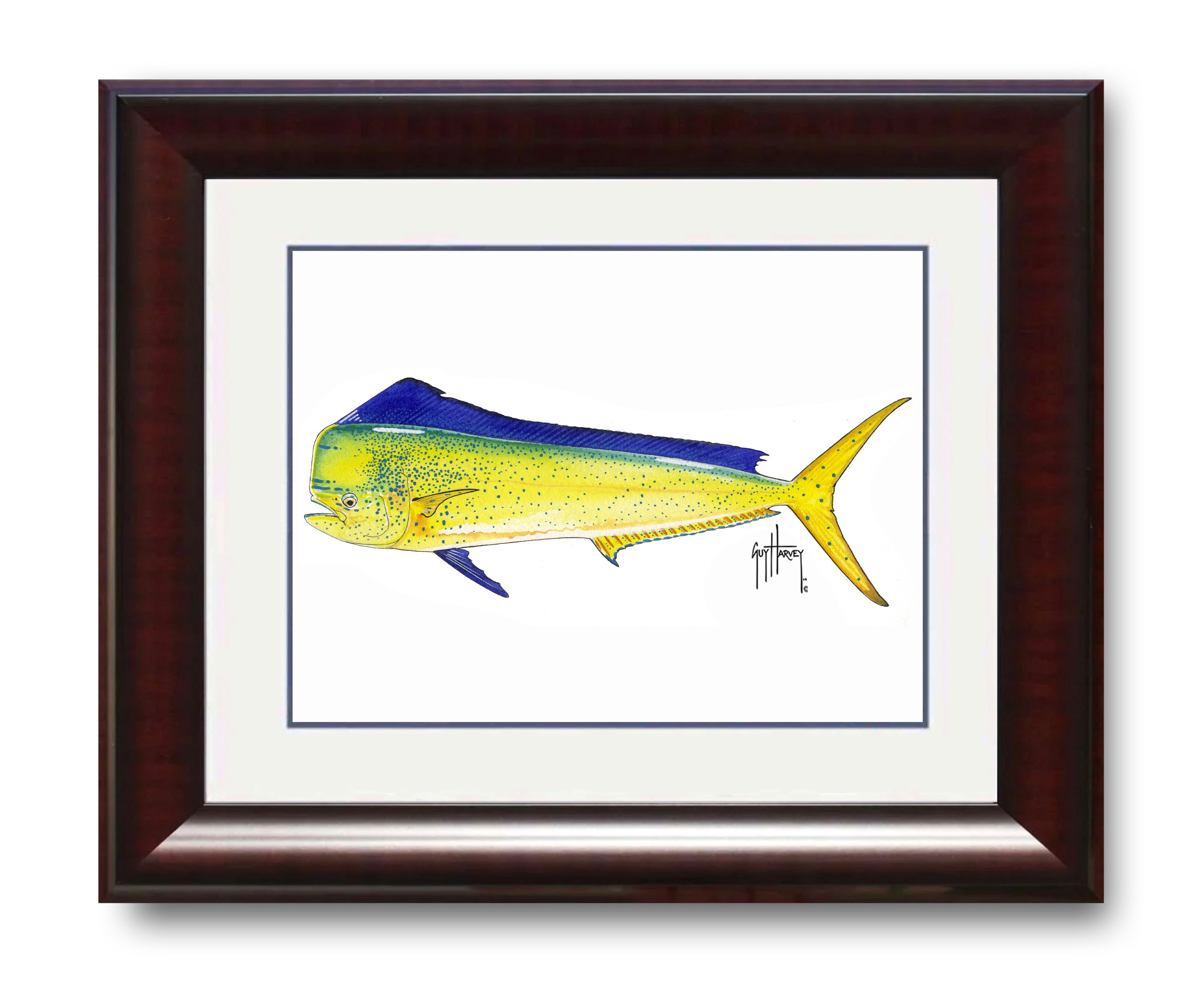 "Bull Dolphin" Grande Mini Print – Guy Harvey