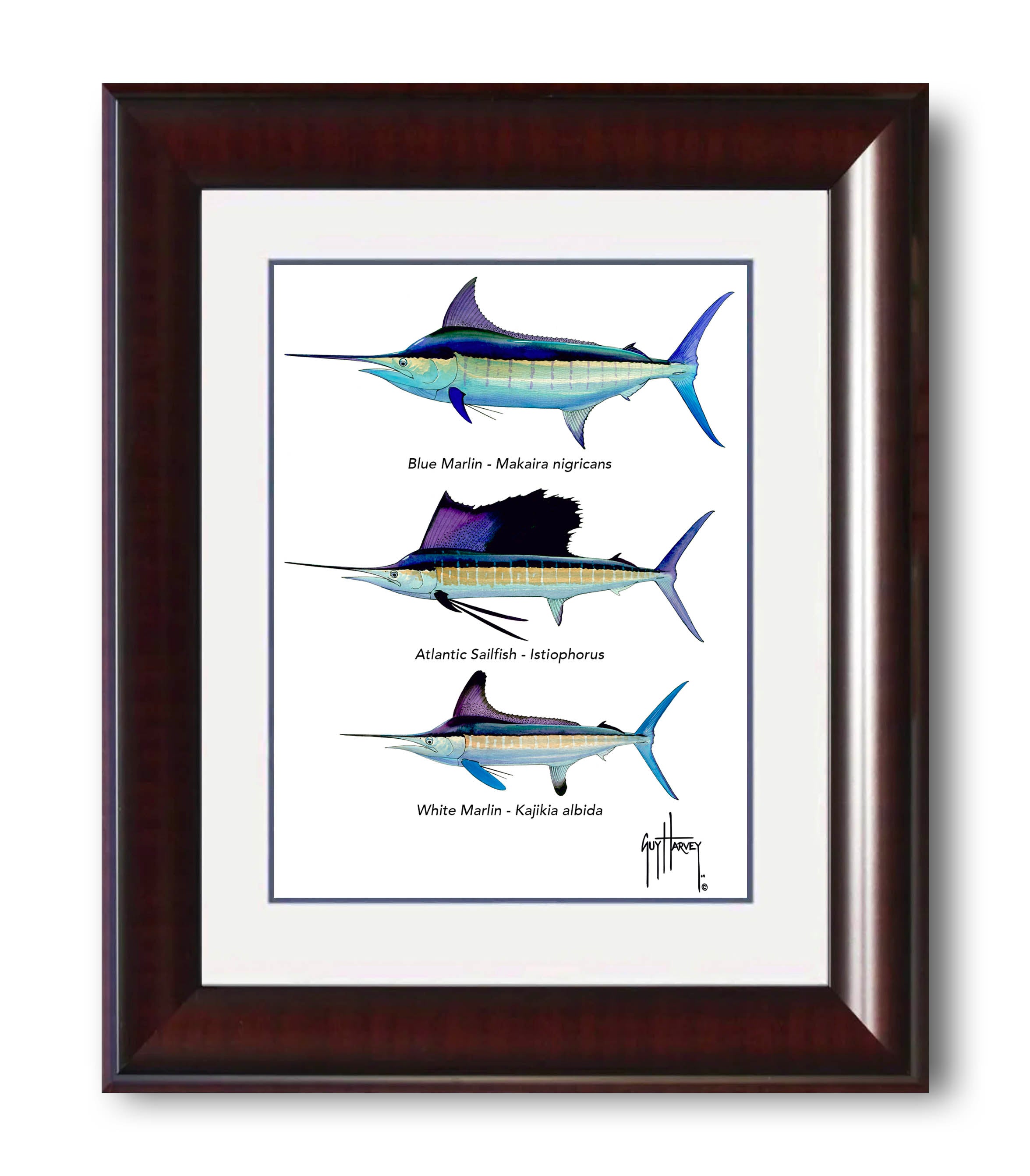 "Grand Slam Species" Grande Mini Print – Guy Harvey
