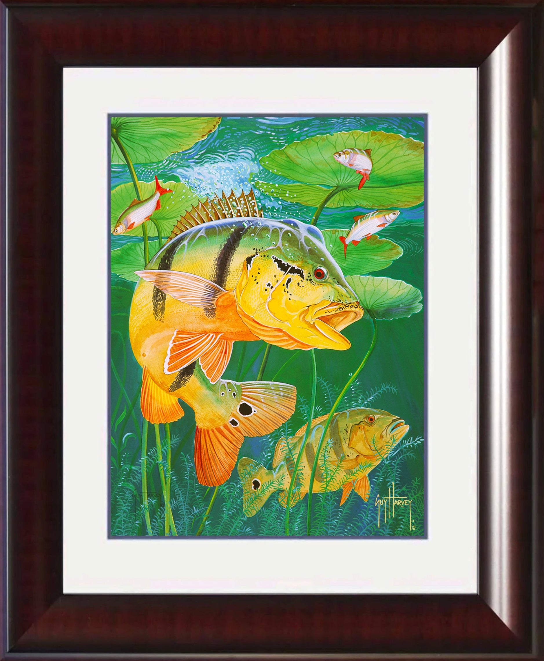 "Peacock Bass" Mini Print – Guy Harvey