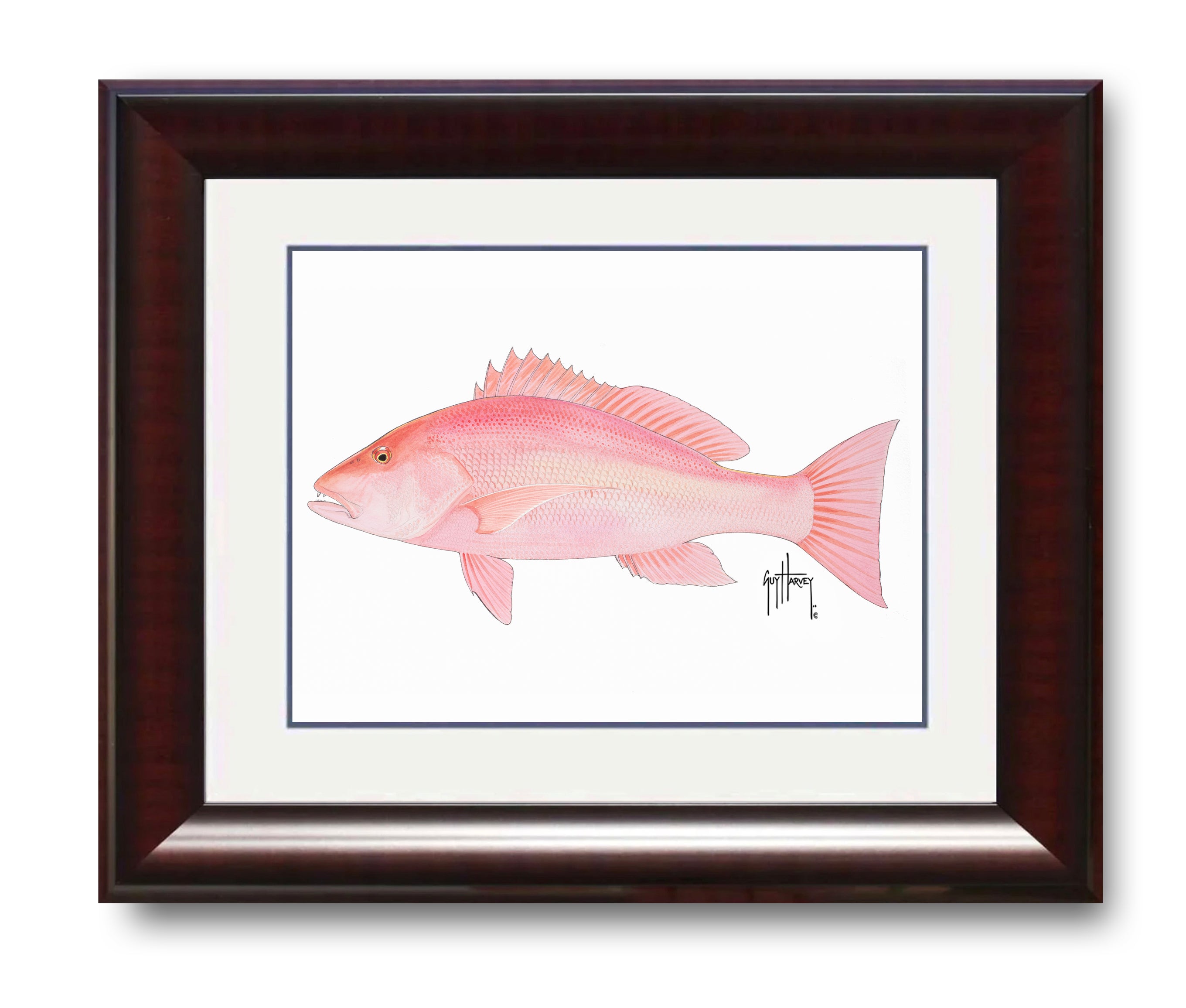 "Red Snapper" Grande Mini Print – Guy Harvey