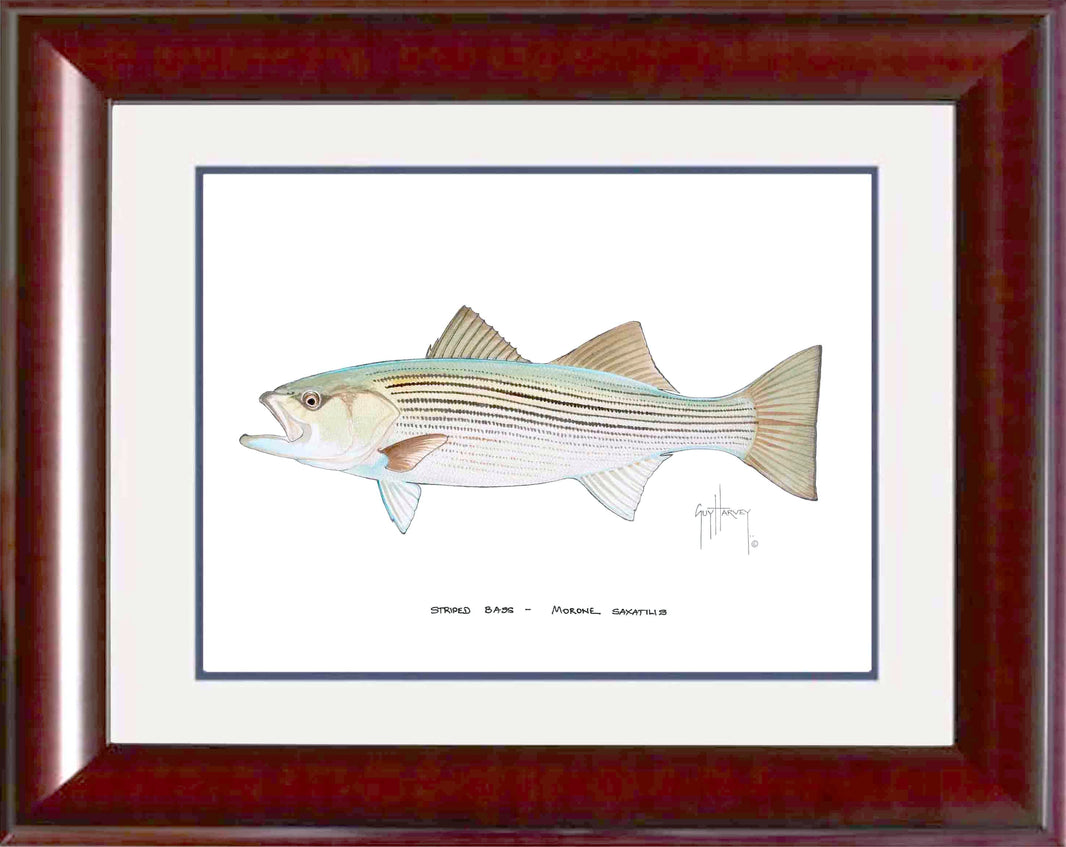 Guy Harvey Artwork
