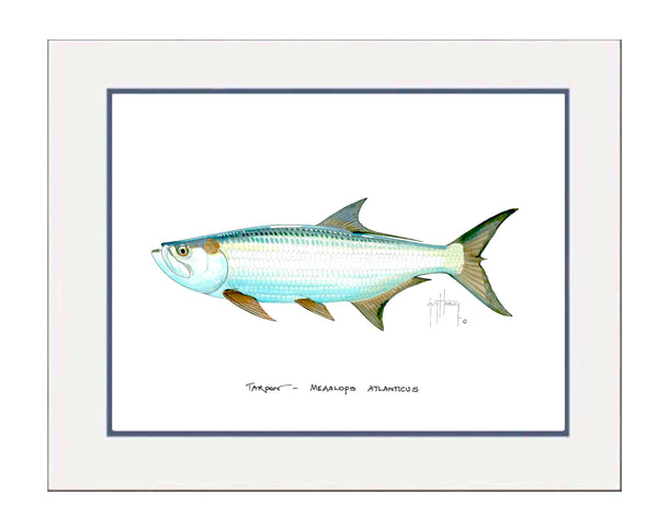 "Tarpon" Grande Mini Print – Guy Harvey