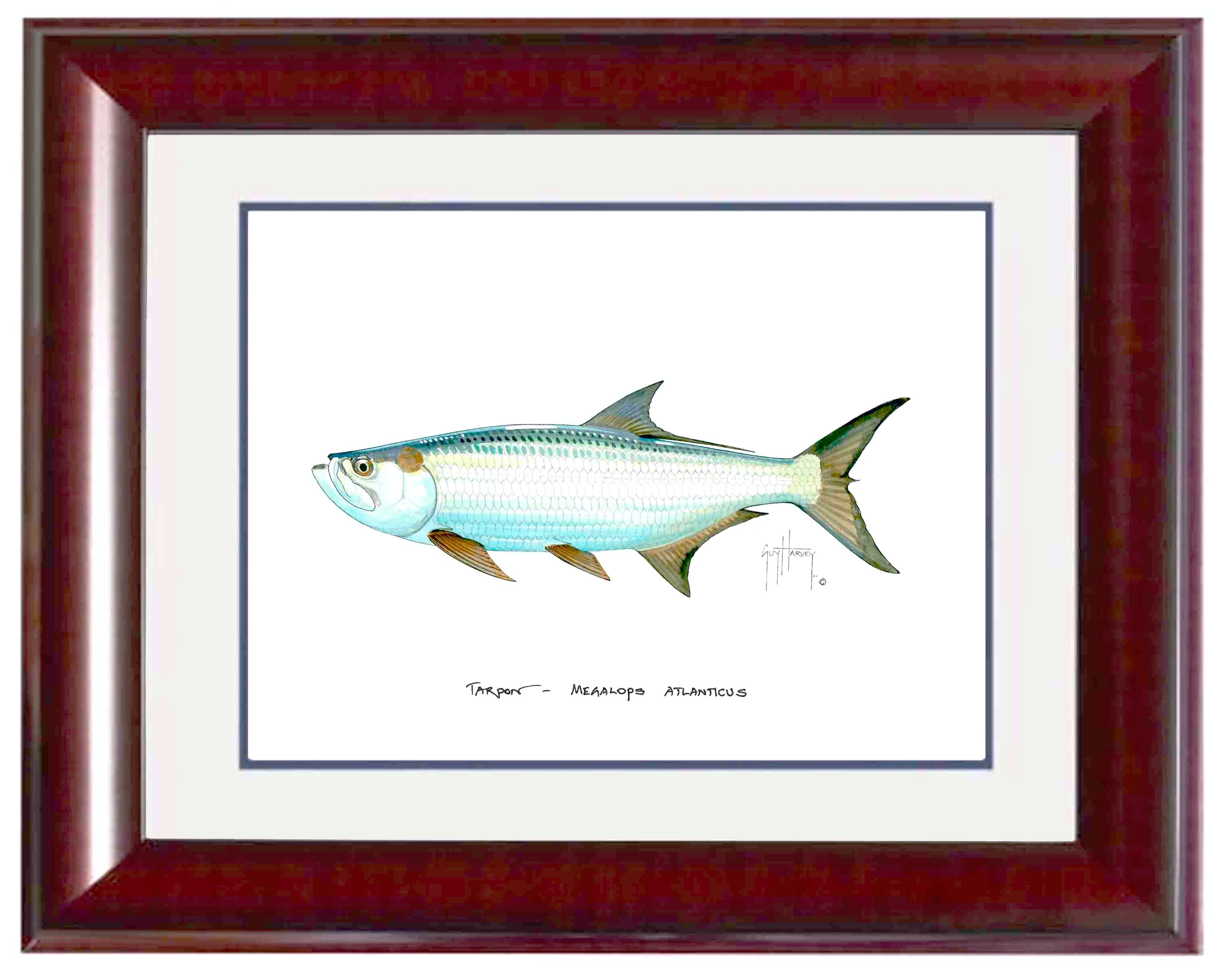 "Tarpon" Grande Mini Print – Guy Harvey