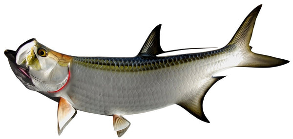 36 INCH TARPON – Guy Harvey