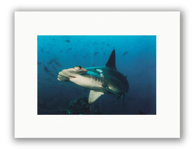 HAMMERHEAD PHOTO ART UNFRAMED – Guy Harvey